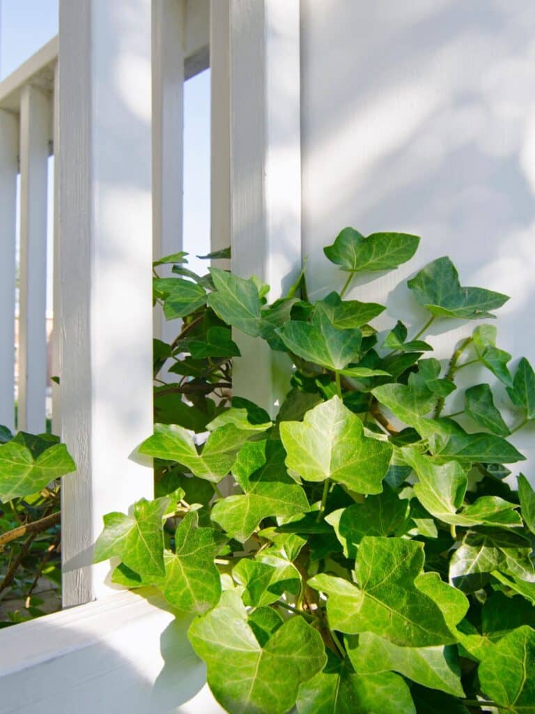 Low Maintenance Evergreen Climbing Plants