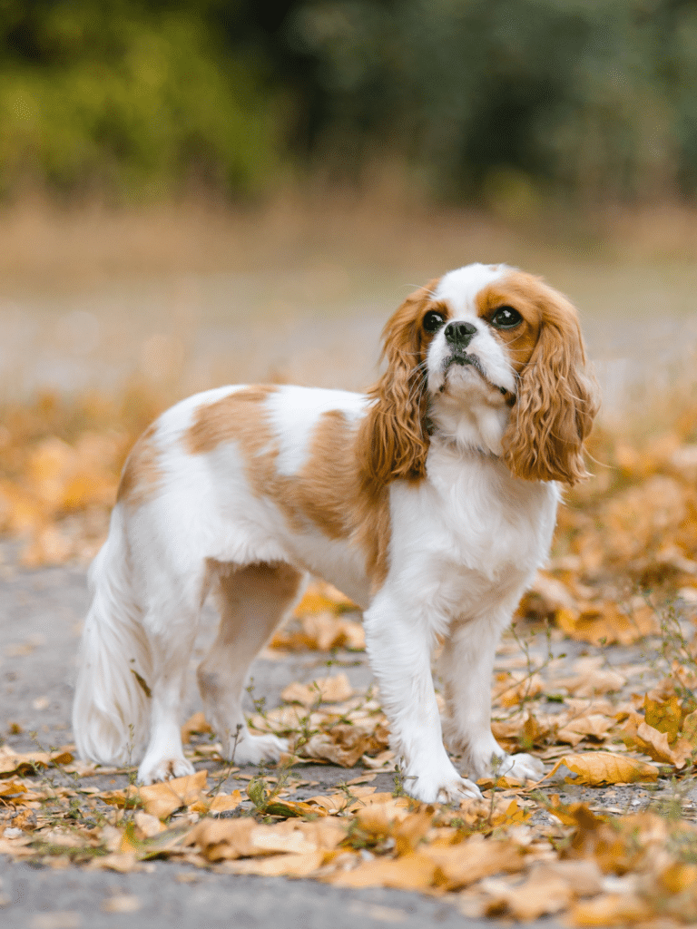 Low Maintenance Dogs for Busy Families
