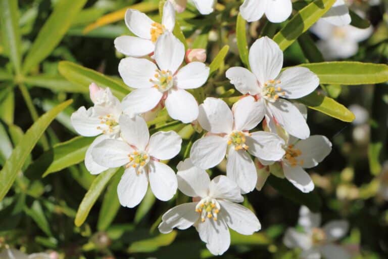 Fast Growing Low Maintenance Hedge Plants