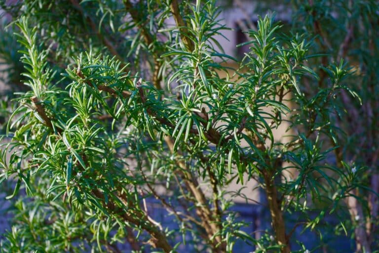 Fast Growing Low Maintenance Hedge Plants