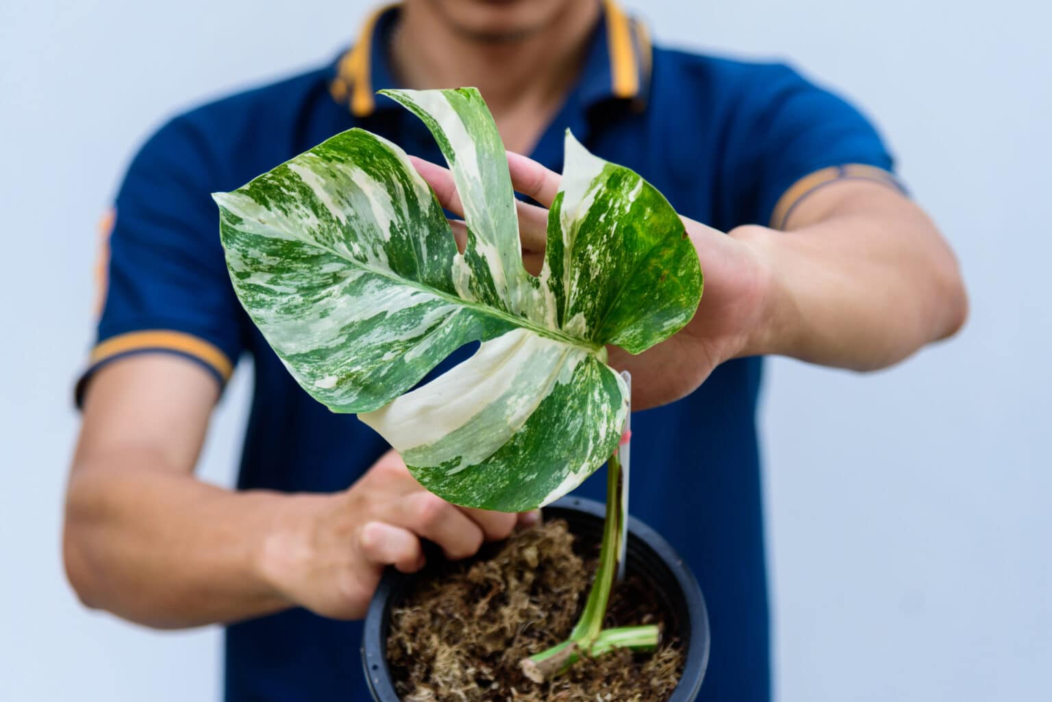 The Ultimate Monstera Albo Guide