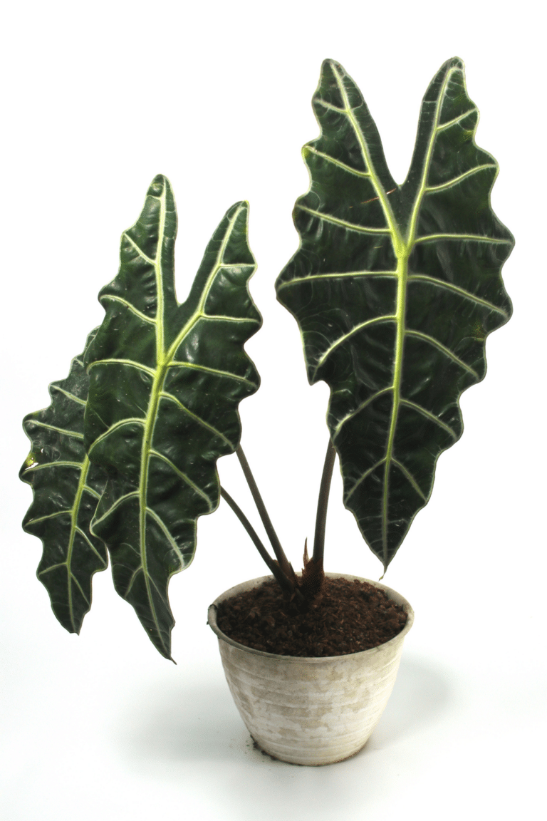 Alocasia Polly (Alocasia Amazonica) Care Guide