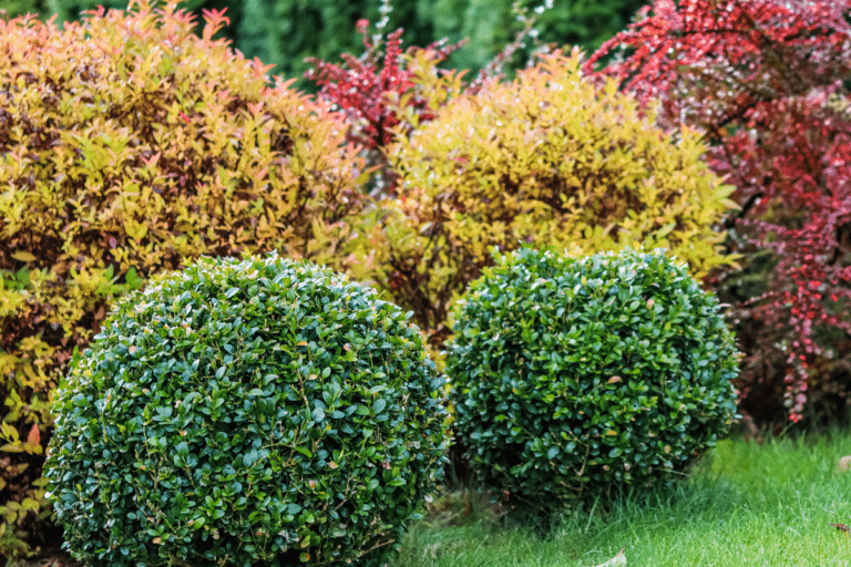 Evergreen Low Maintenance Plants