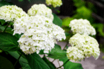 Best Low-Maintenance Bushes For Your Outdoor Landscape