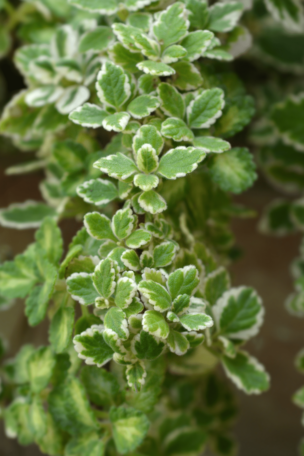 Swedish Ivy Plant Care Tips And Growing Guide