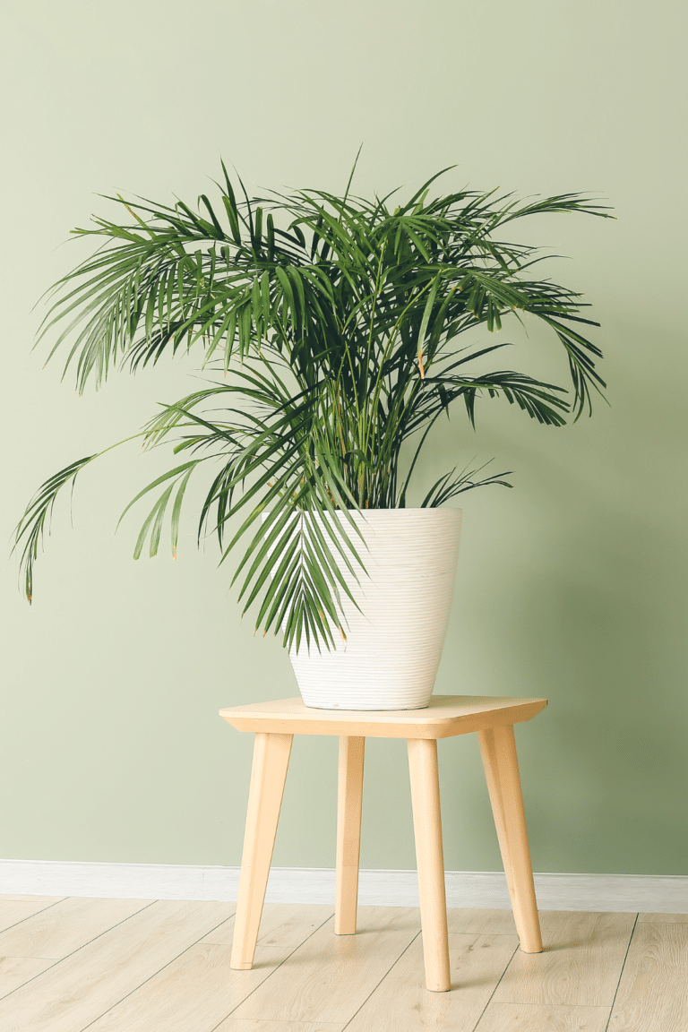 Best Tropical House Plants To Grow