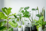 Best Tropical House Plants To Grow