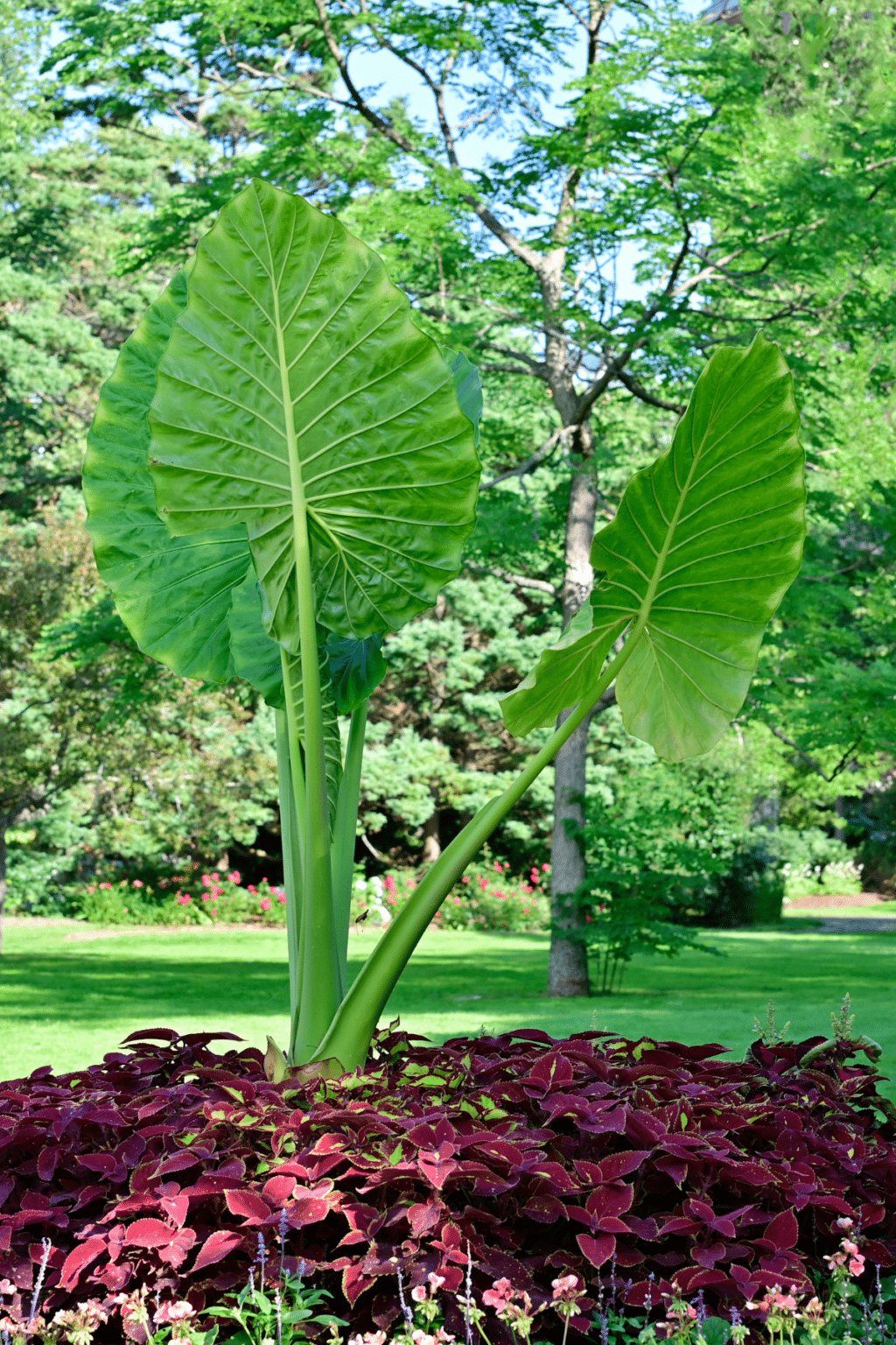Alocasia Odora Growing Guide and Plant Care Tips