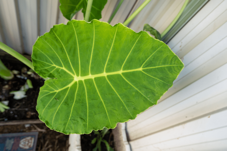 Alocasia Odora Growing Guide and Plant Care Tips