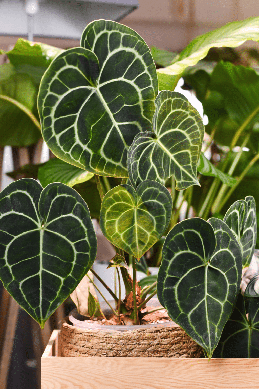 Complete Anthurium Clarinervium Care Guide