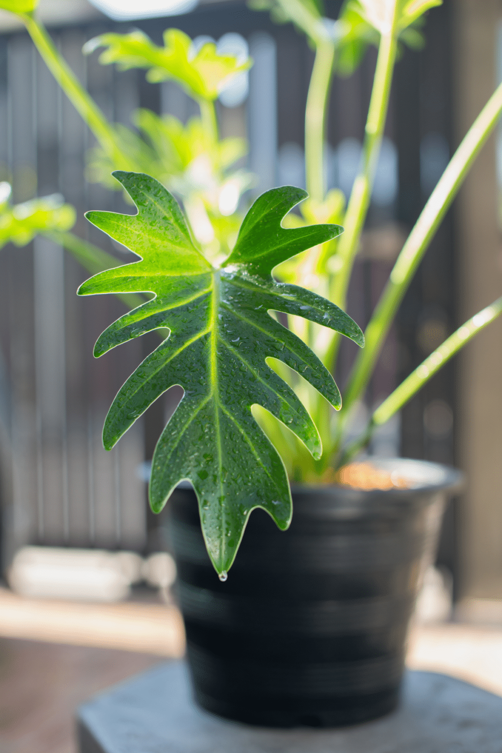 6 Types Of Philodendrons To Consider