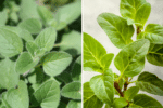 Best Substitutes for Thai Basil