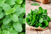 Best Substitutes for Thai Basil