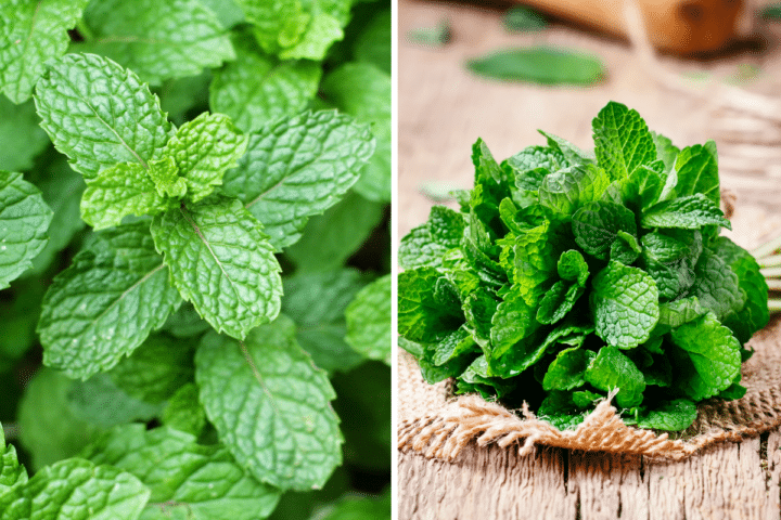 Best Substitutes for Thai Basil