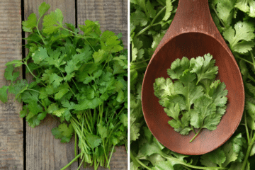 Best Substitutes for Thai Basil