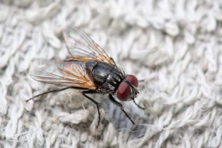 How To Get Rid of Backyard Flies: Pest Control Solutions