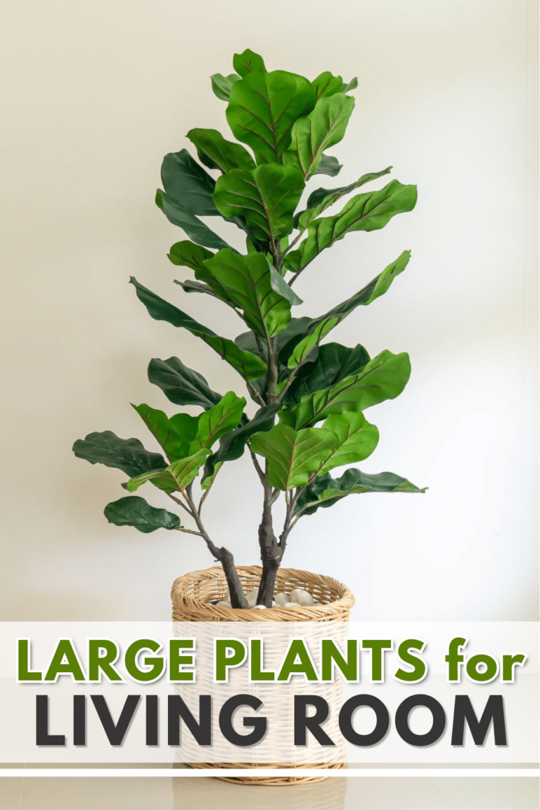 8 Best Large Plants For Living Room
